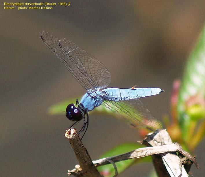 Papua Insects Foundation (Odonata/Anisoptera)